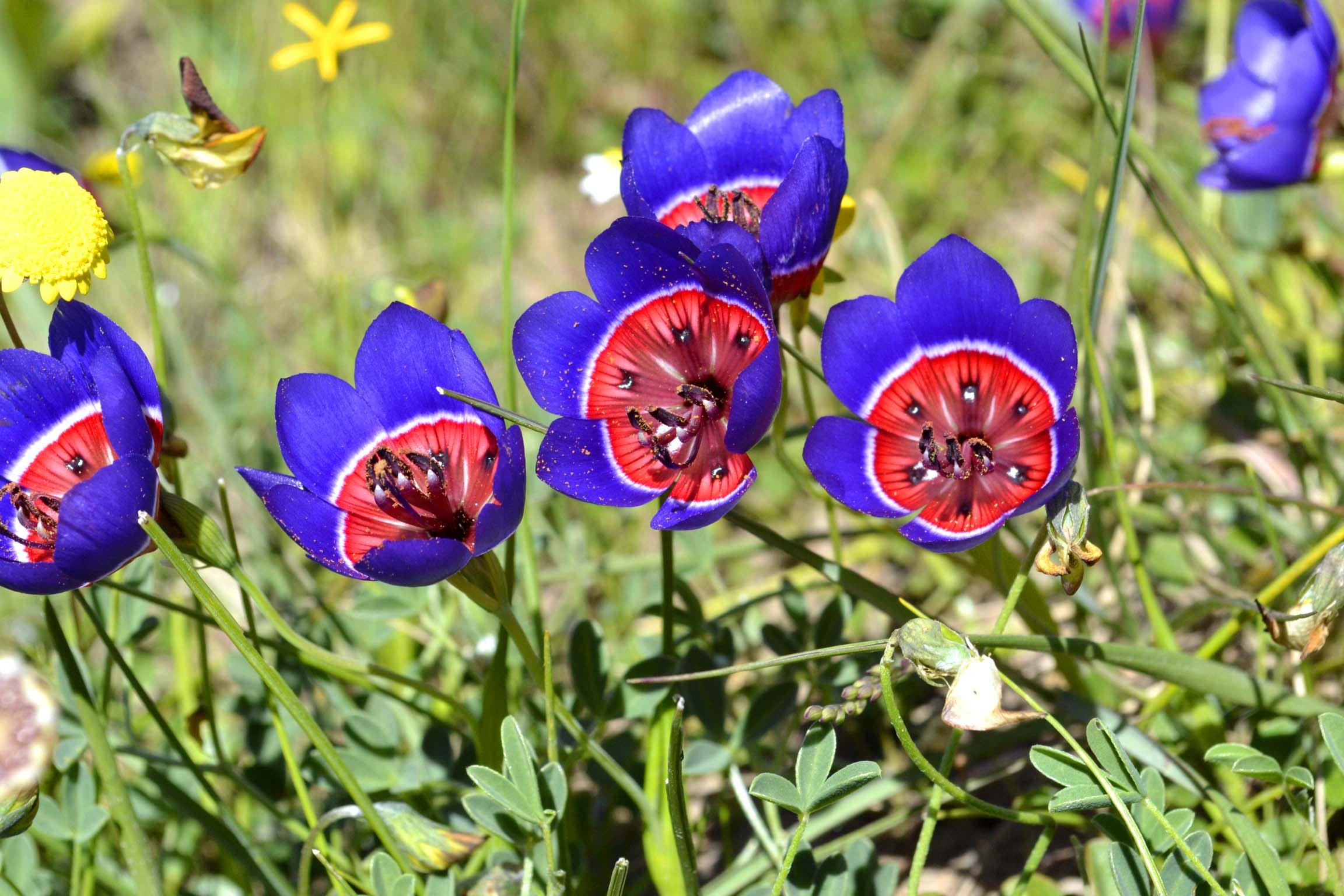 EcoFloristix: Botanical Surveys and Impact Assessments